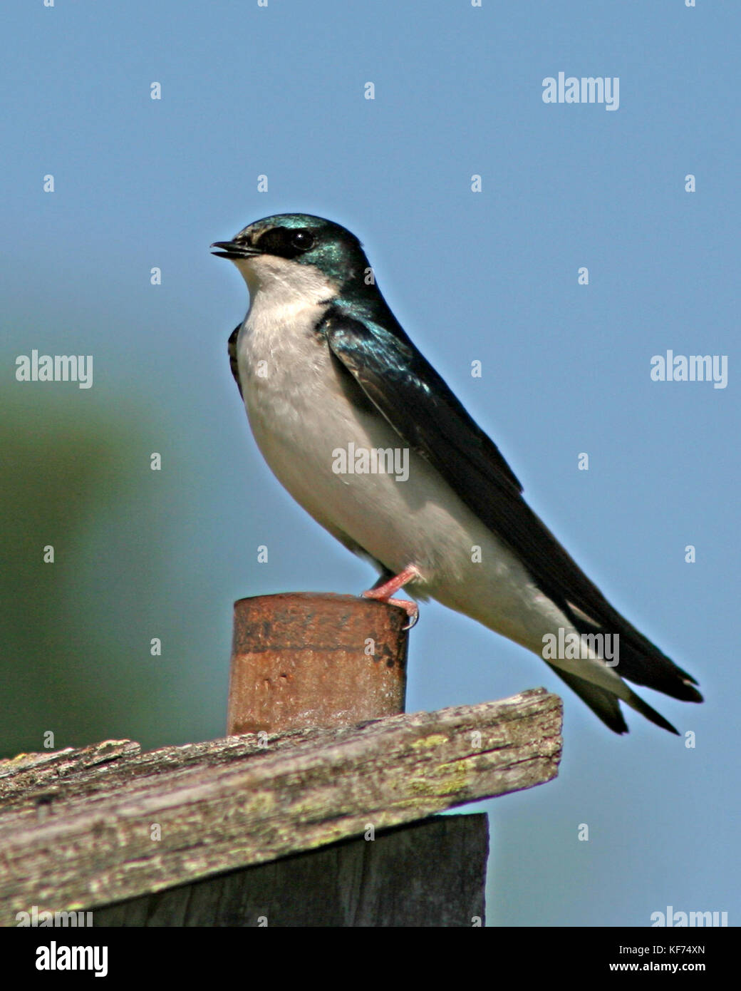 A male Tree Swallow singing from atop its nestbox Stock Photo - Alamy