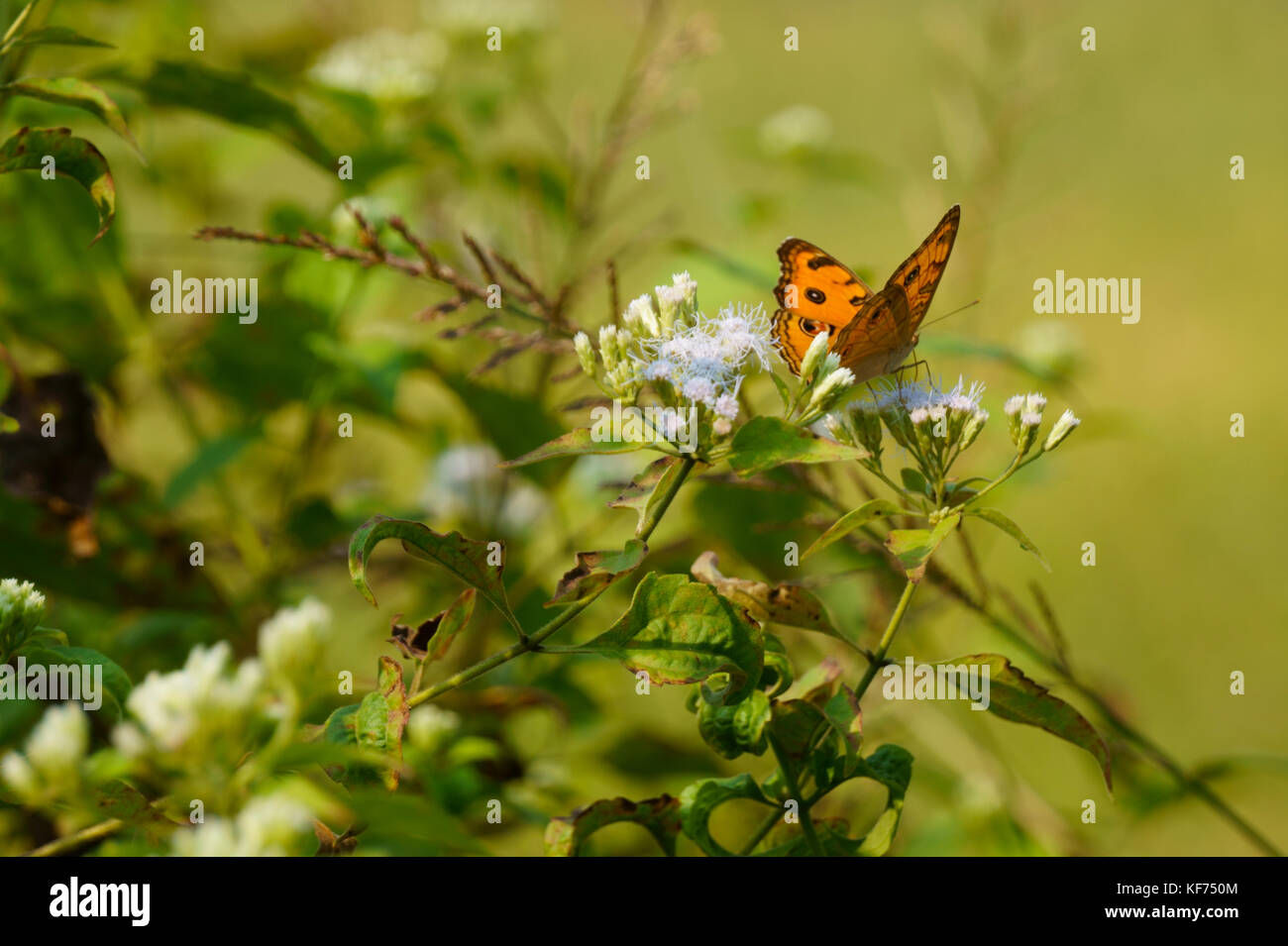 Ageratum conyzoides flower and butterfly in the morning sun Stock Photo ...