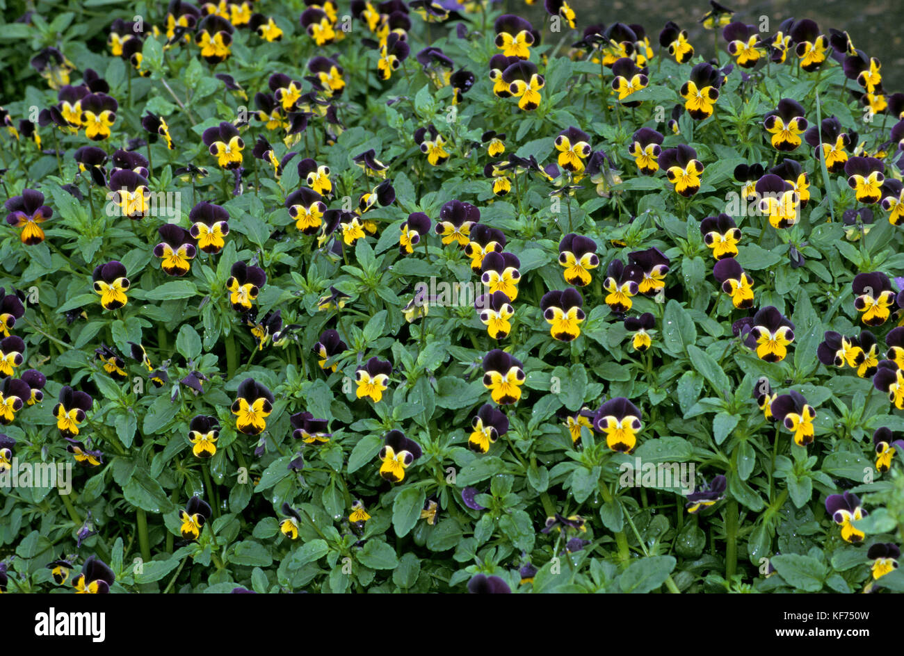 Australian ground cover plant hi-res stock photography and images - Alamy