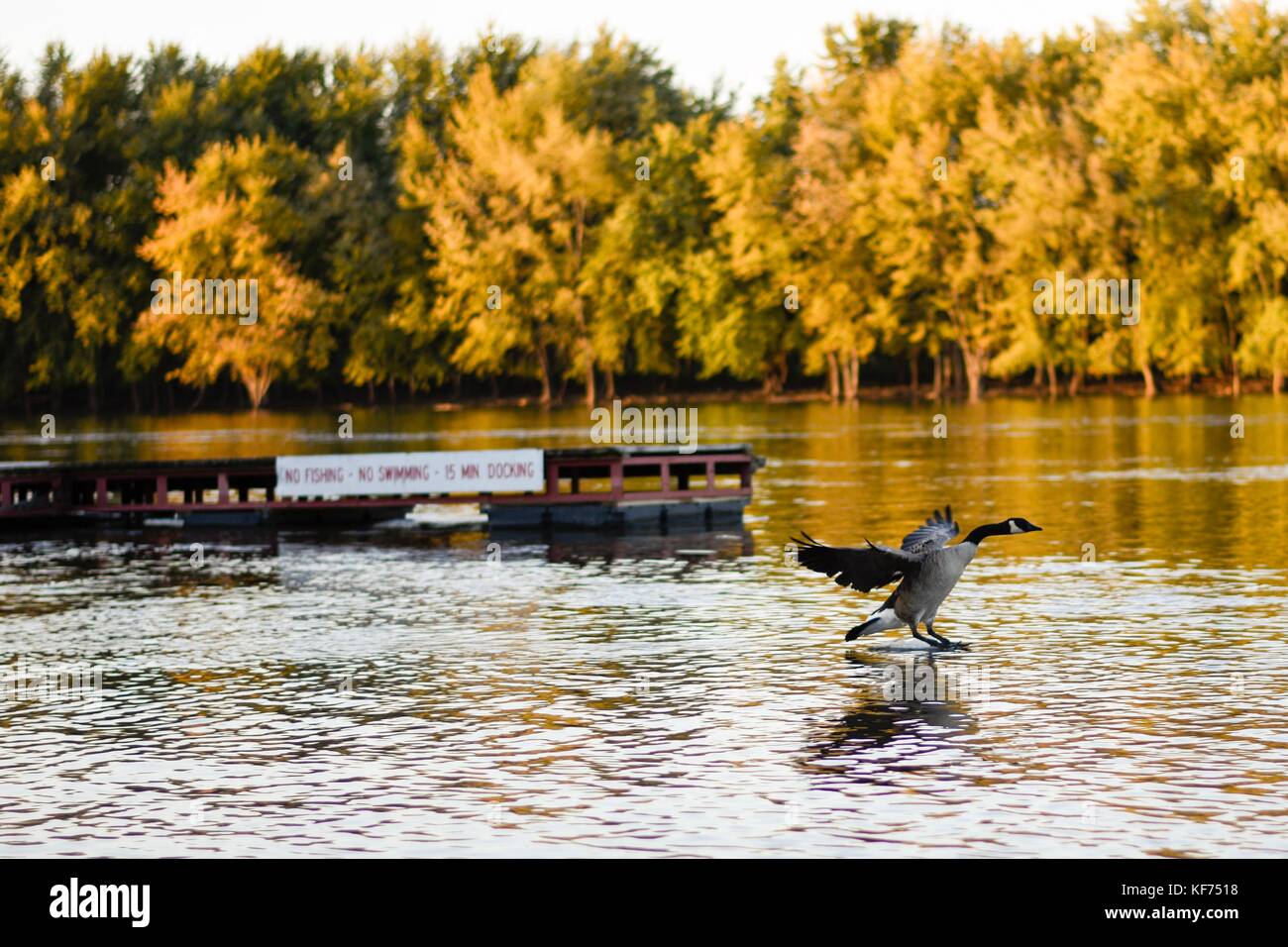 Goose landing on water Stock Photo - Alamy