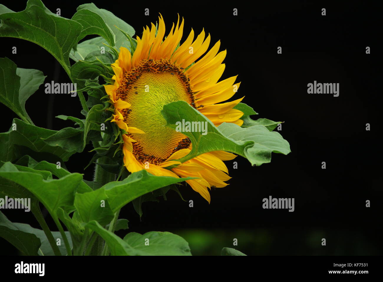 Fas bunga hi-res stock photography and images - Alamy