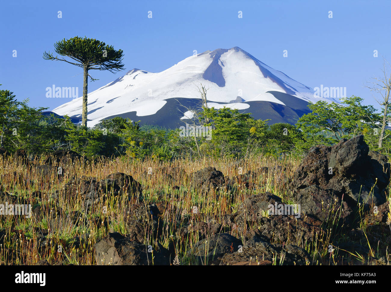 Volcan Llaima (3215 m) with Beech and Araucaria (Nothofagus sp ...