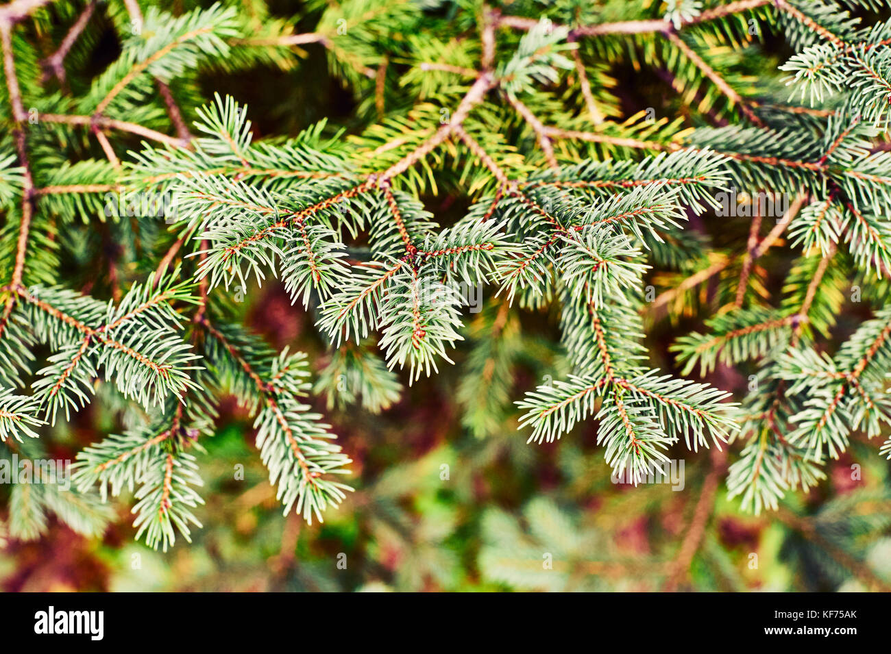 Green spruce branches background texture Stock Photo - Alamy