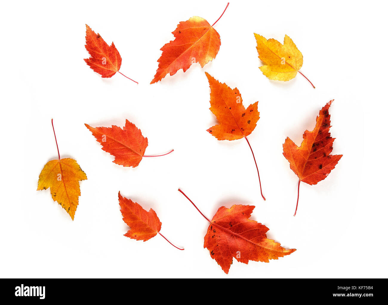 Top view dry autumn Cut Out Stock Images & Pictures - Alamy