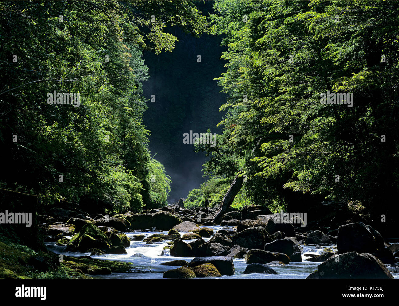 Beech forest (Nothofagus spp.), cool temperate rainforest along Malleco ...