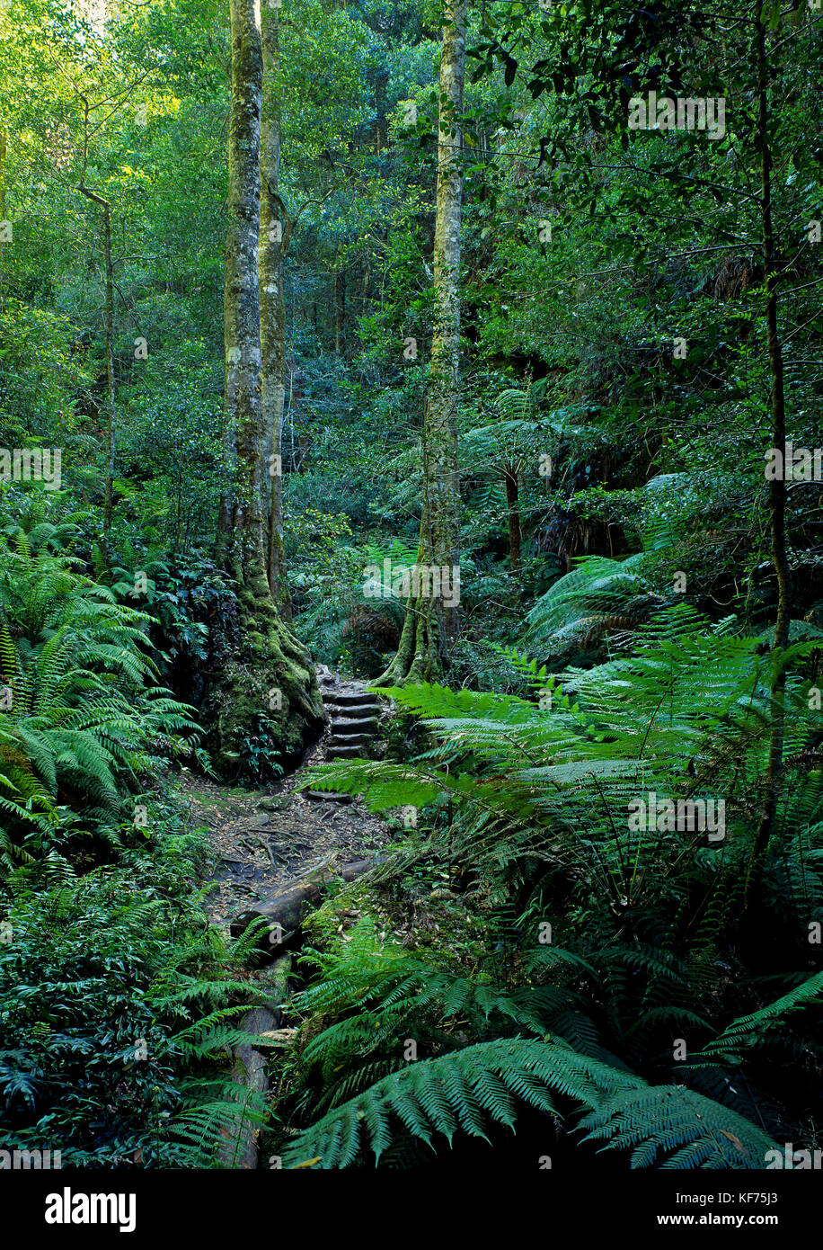 Track to Grand Canyon from Evans Lookout, Blue Mountains National Park ...