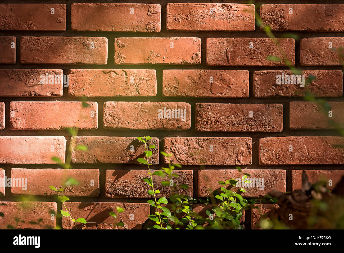 Red brick wall texture background with the shadow of the tree shining ...