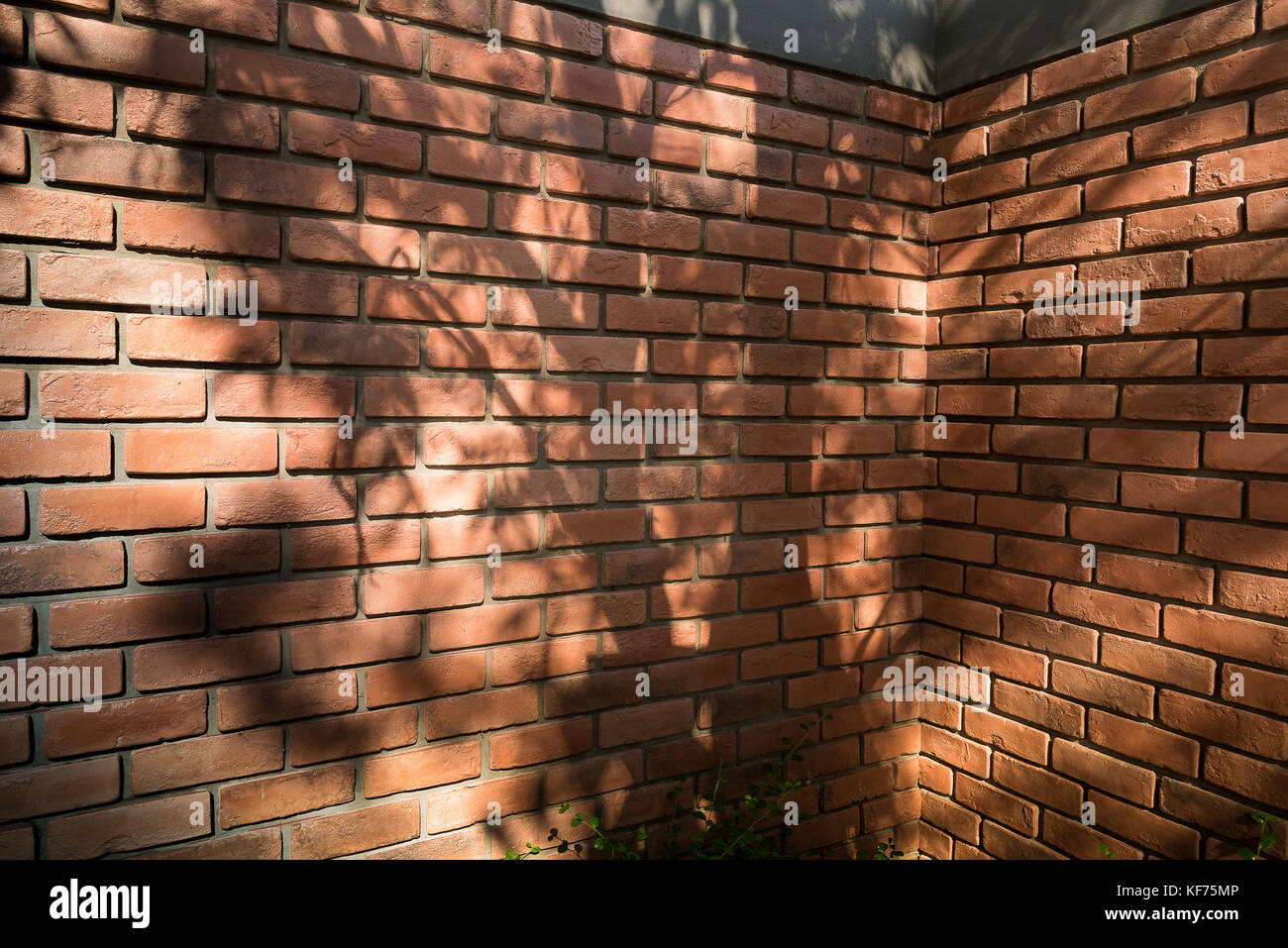 Red brick wall texture background with the shadow of the tree shining ...