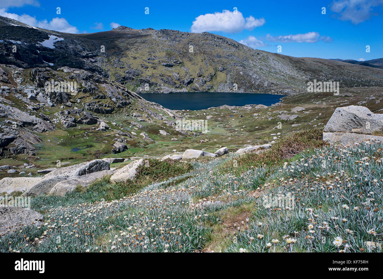 Snow daisies (Celmisia longifolia), near Blue Lake, Kosciuszko National ...