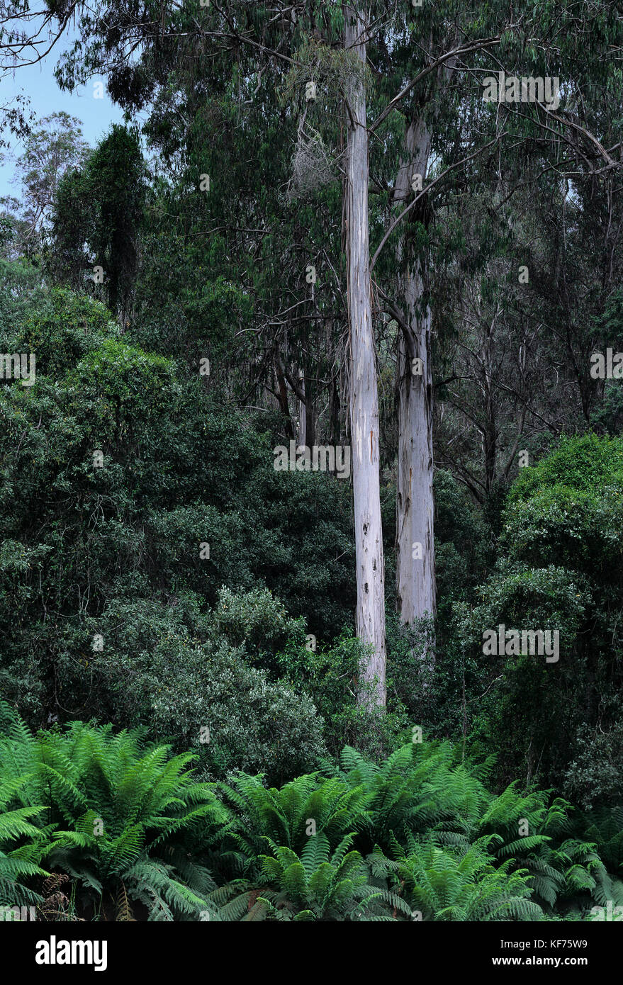 Tall open eucalyptus forest with rainforest understorey, (known as wet ...