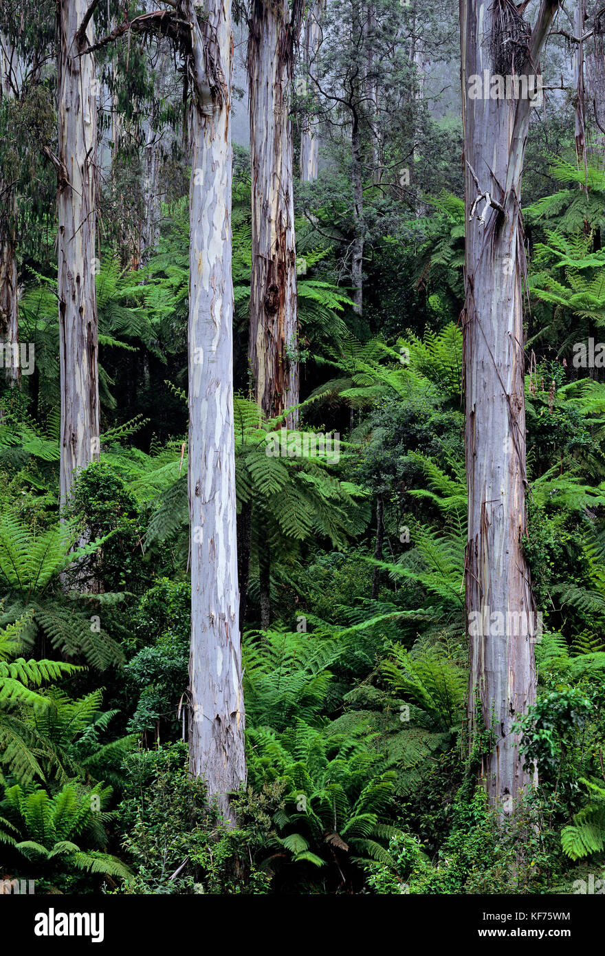 Tall open forest with Shining gums (Eucalyptus denticulata), with ferny ...