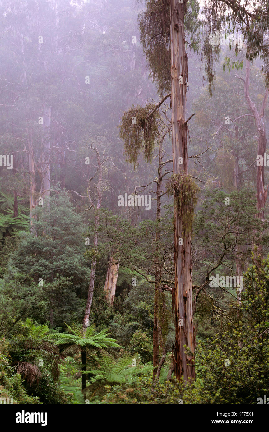 Mist enshrouded forest, Errinundra National Park, East Gippsland ...