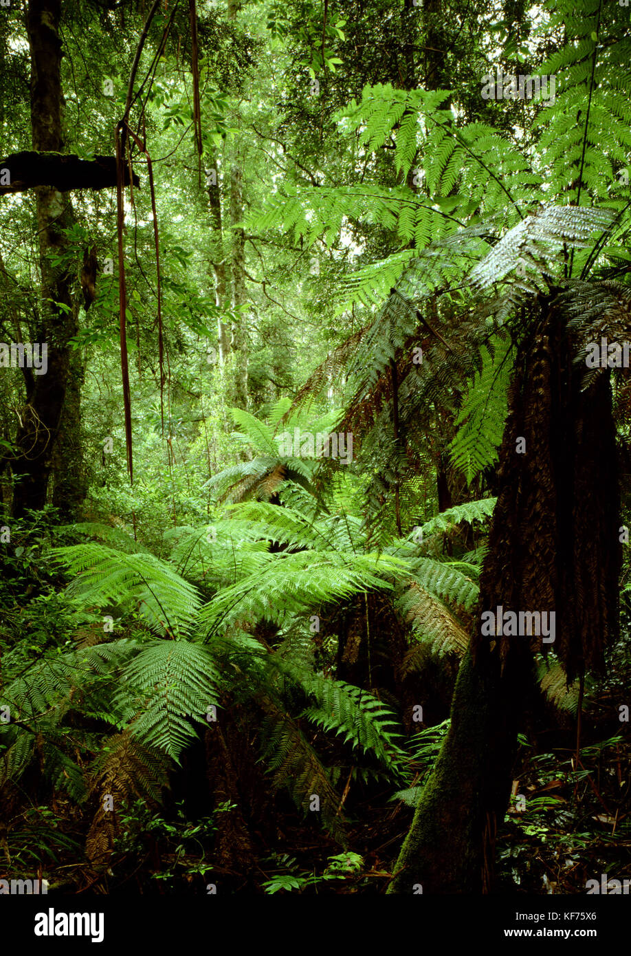 Soft tree ferns (Dicksonia antarctica), growing in wet sclerophyll ...