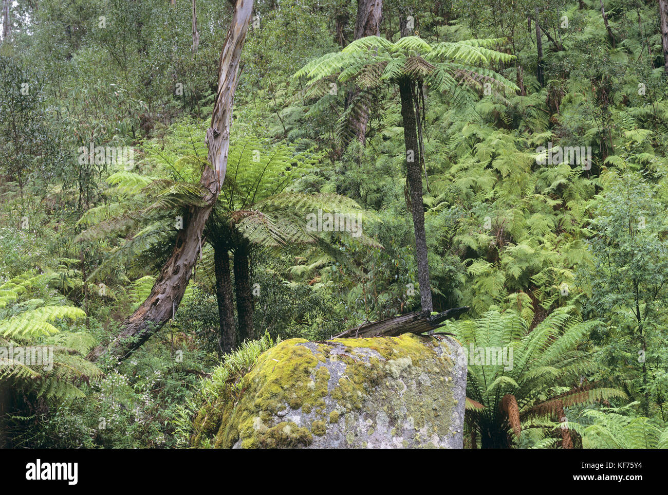 Tall open forest by Six Mile Creek,, with understorey showing Rough ...