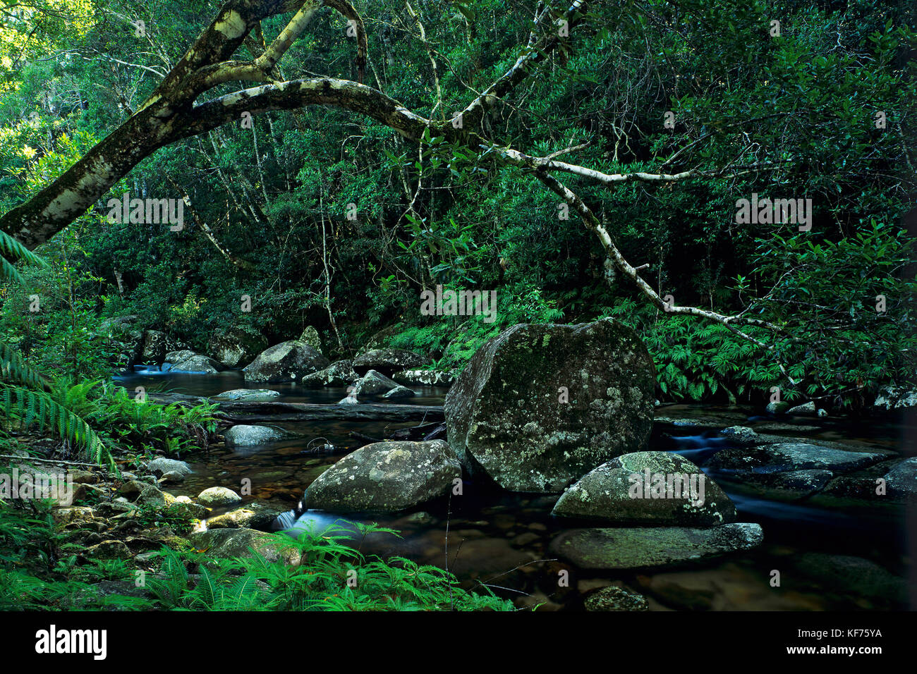 Warm temperate rainforest along Coombadjha Creek, Washpool National ...