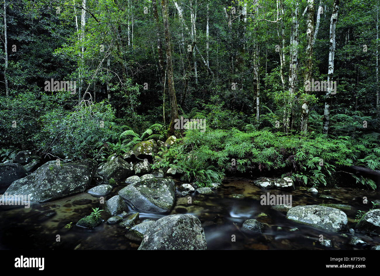 Coombadjha Creek: warm temperate rainforest with Coachwood ...
