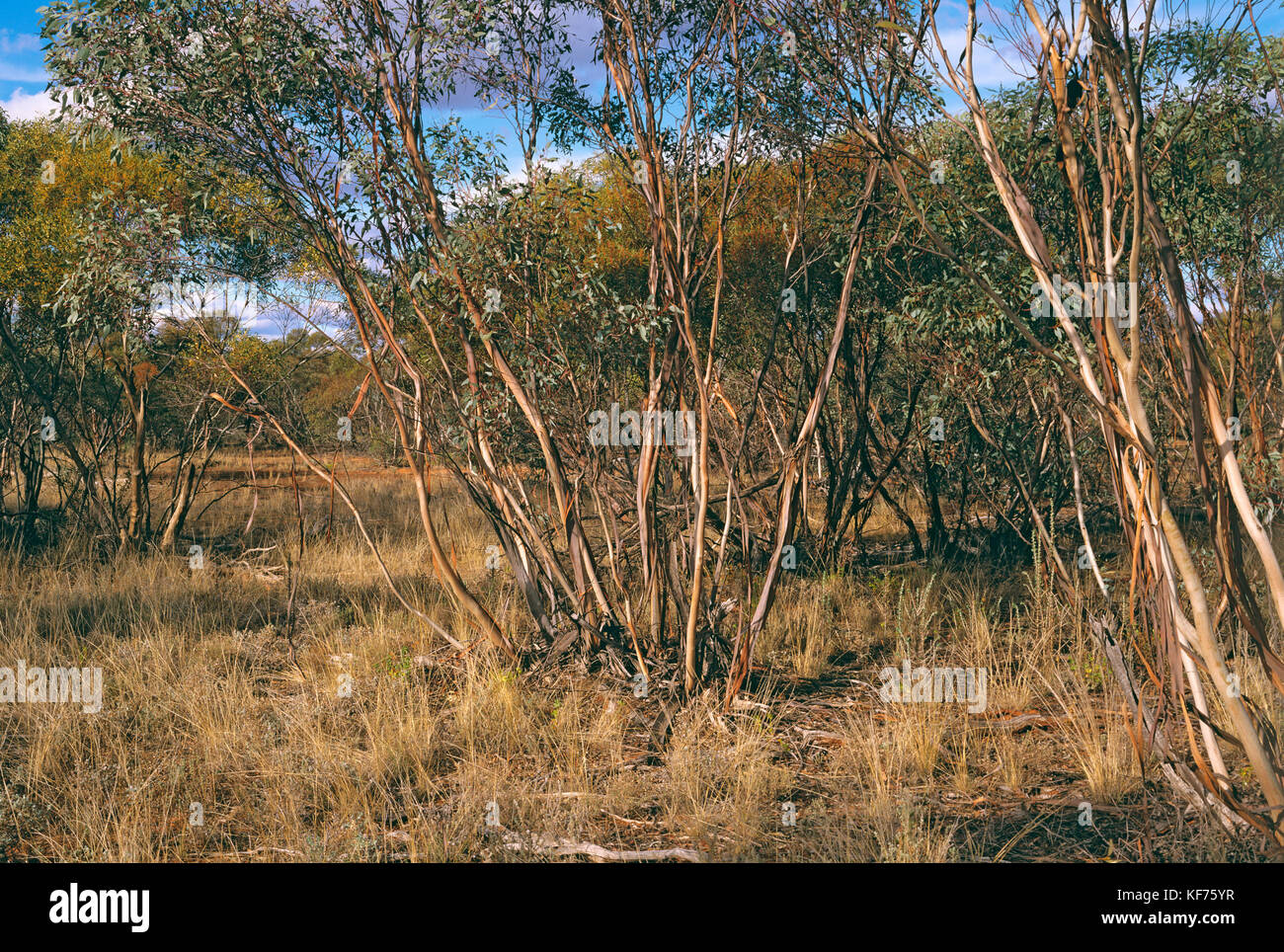 White mallee (Eucalyptus dumosa), woodland. Mungo National Park, far ...