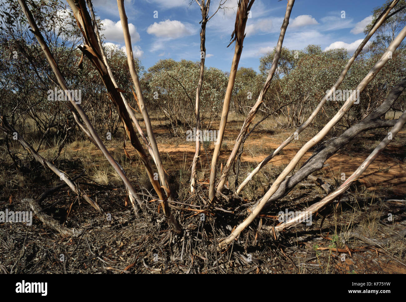 White mallee (Eucalyptus dumosa), woodland with multi stem growth from ...