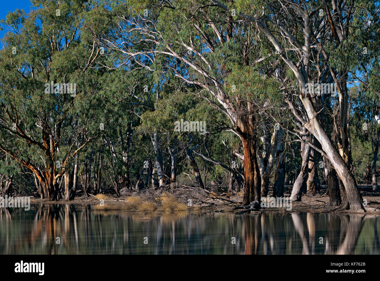 River red gums (Eucalyptus camaldulensis), along creek margin. Hattah ...