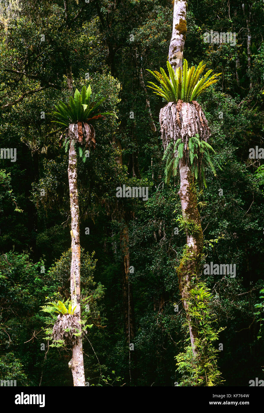 Subtropical rainforest with epiphytic plants growing on Coachwood ...