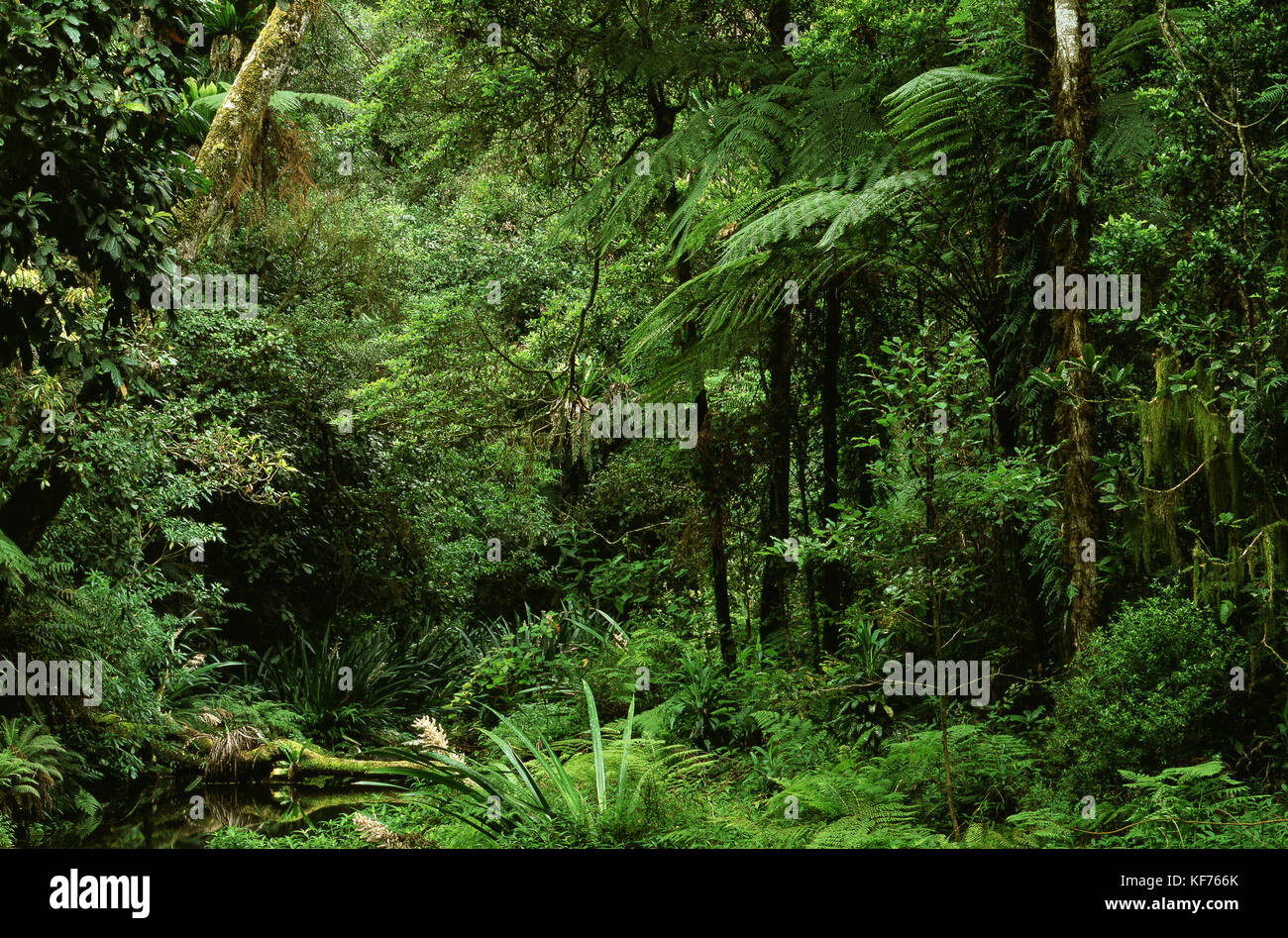 Subtropical rainforest Border Ranges National Park, northern New South ...