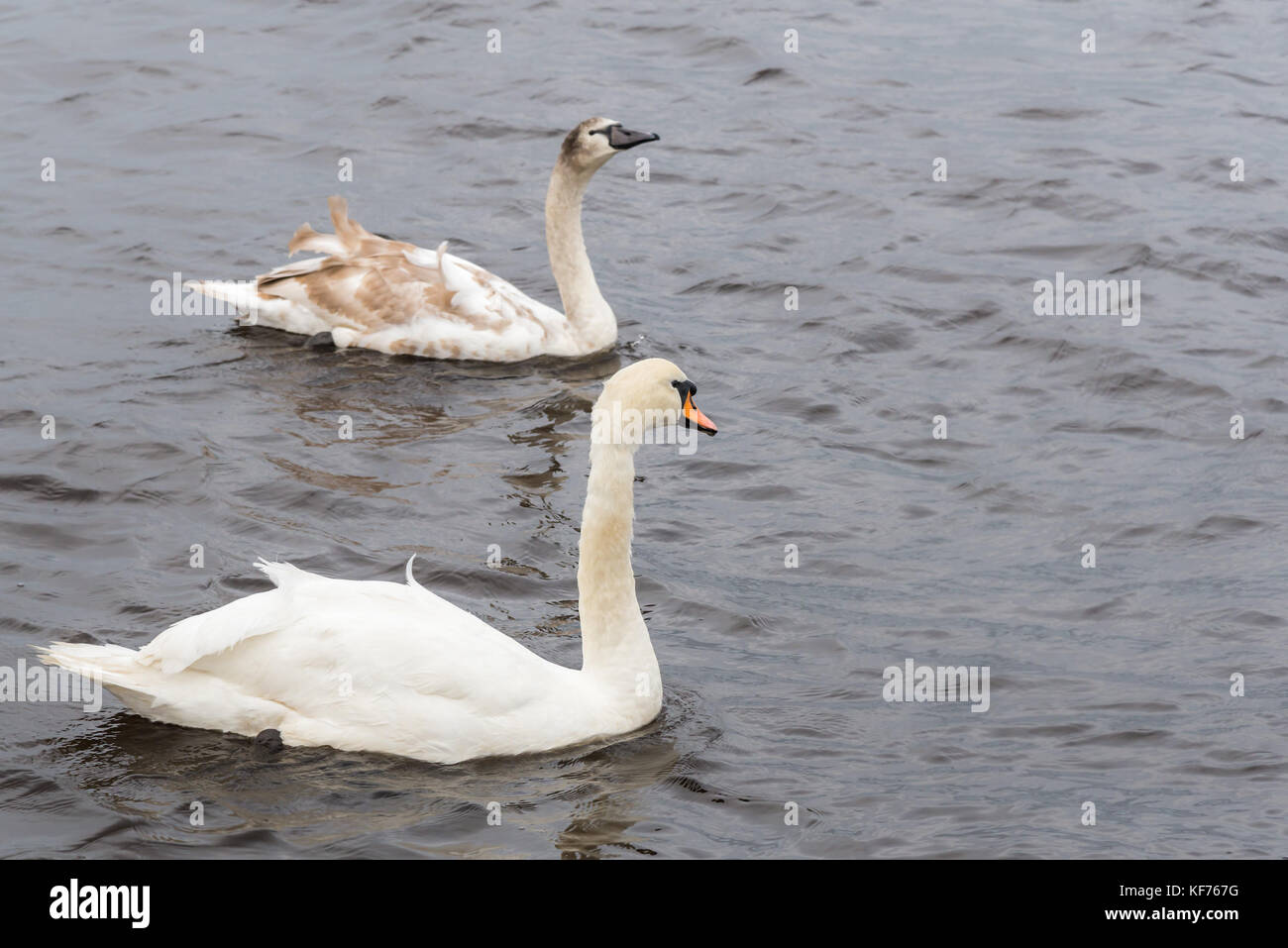 Two beautiful white swans with the one closest in the image in focus ...
