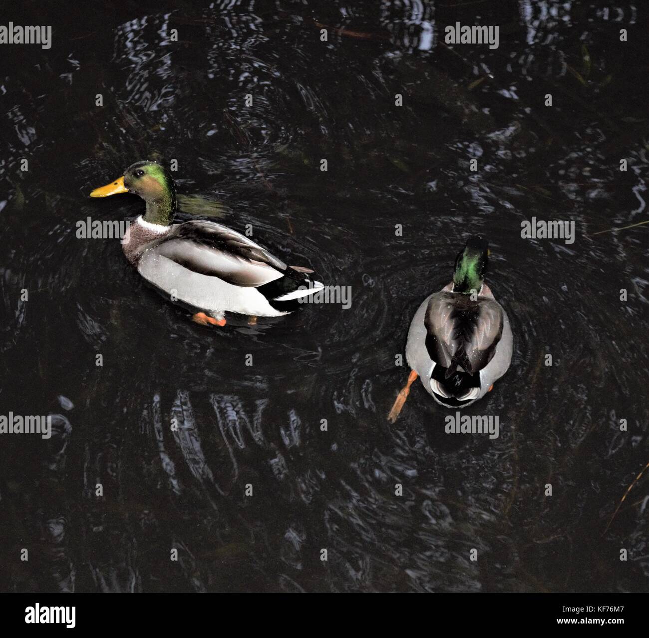 Ducks swing and bathing in water Stock Photo - Alamy