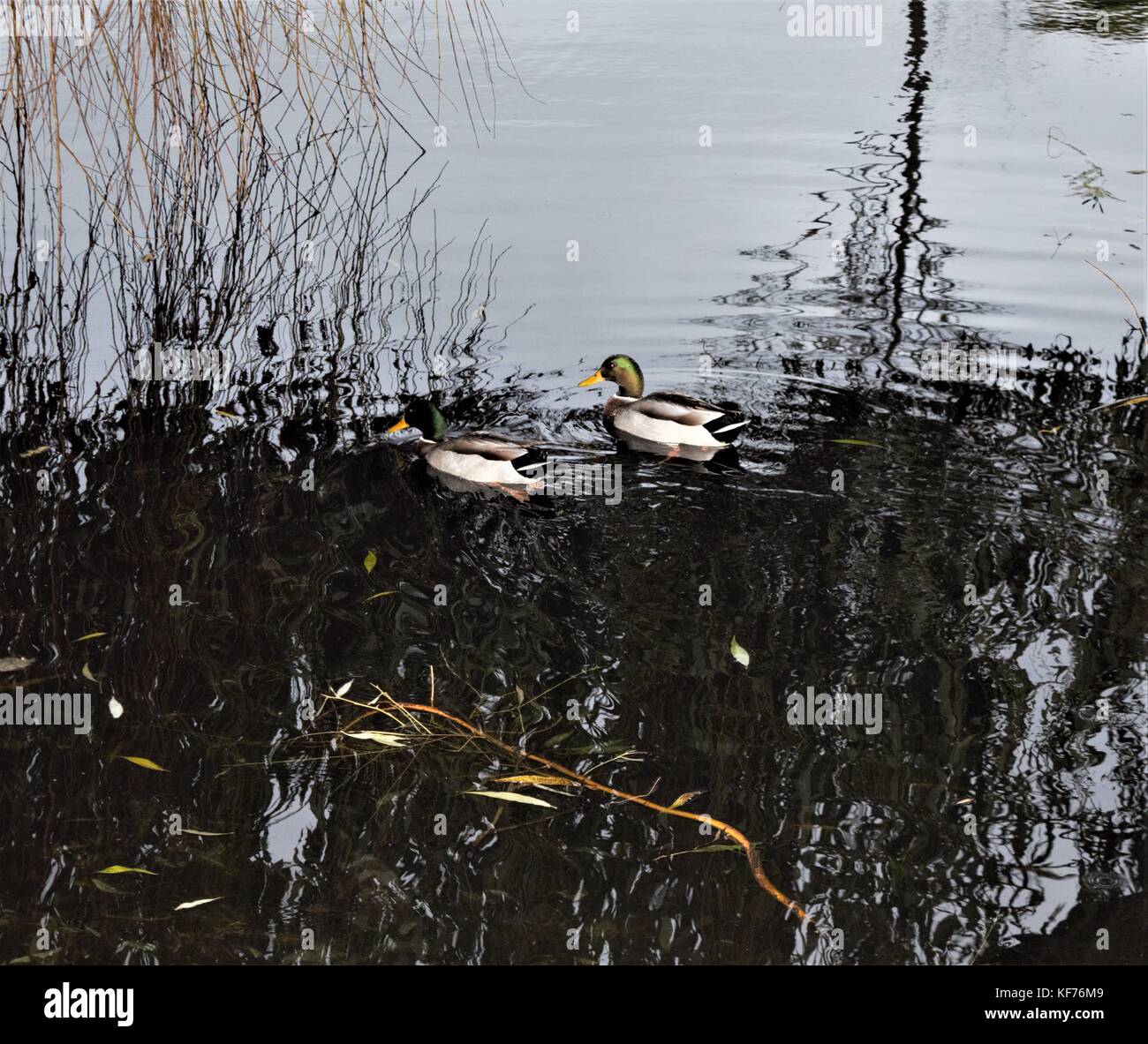 Ducks swing and bathing in water Stock Photo - Alamy