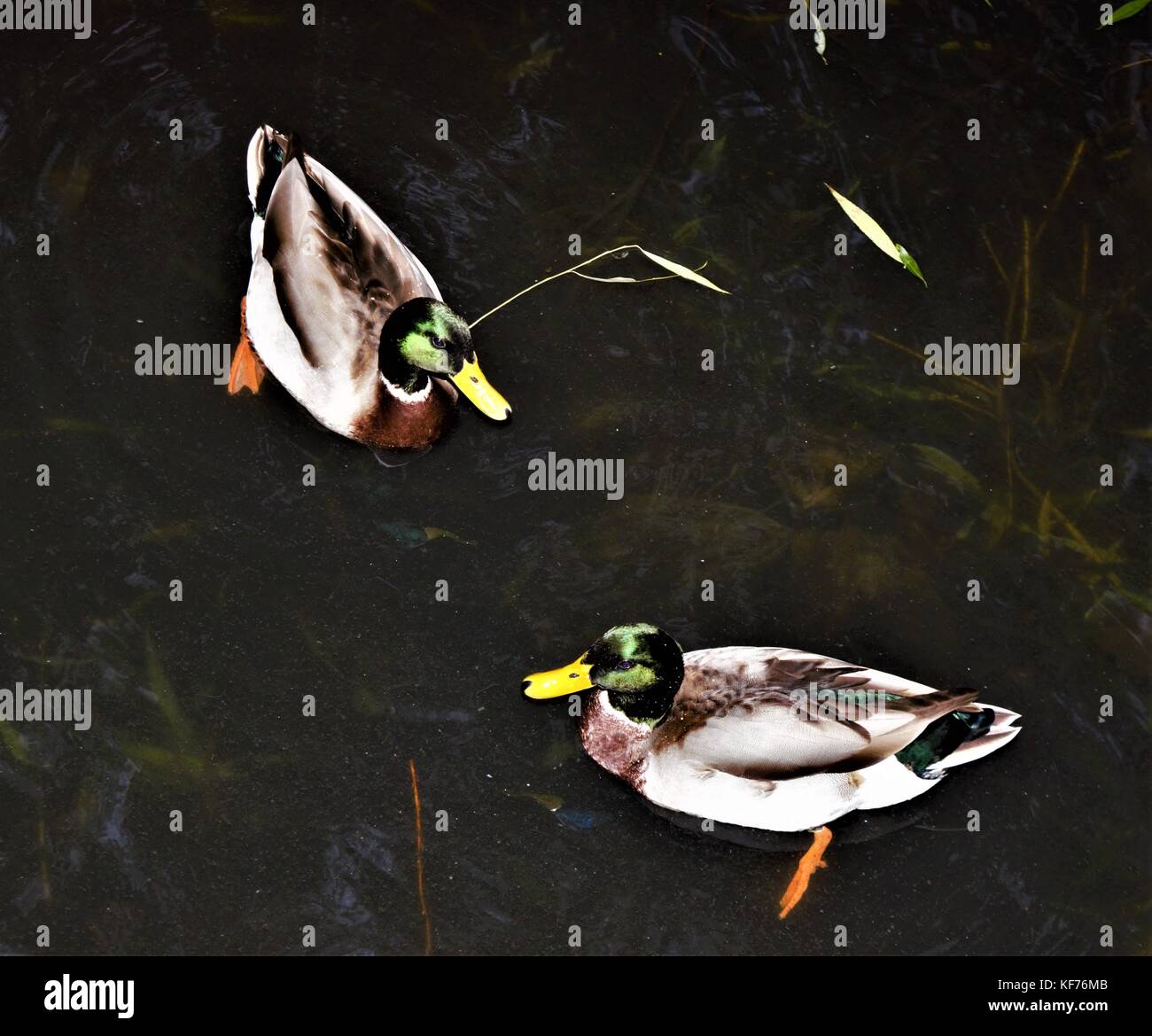 Ducks swing and bathing in water Stock Photo - Alamy