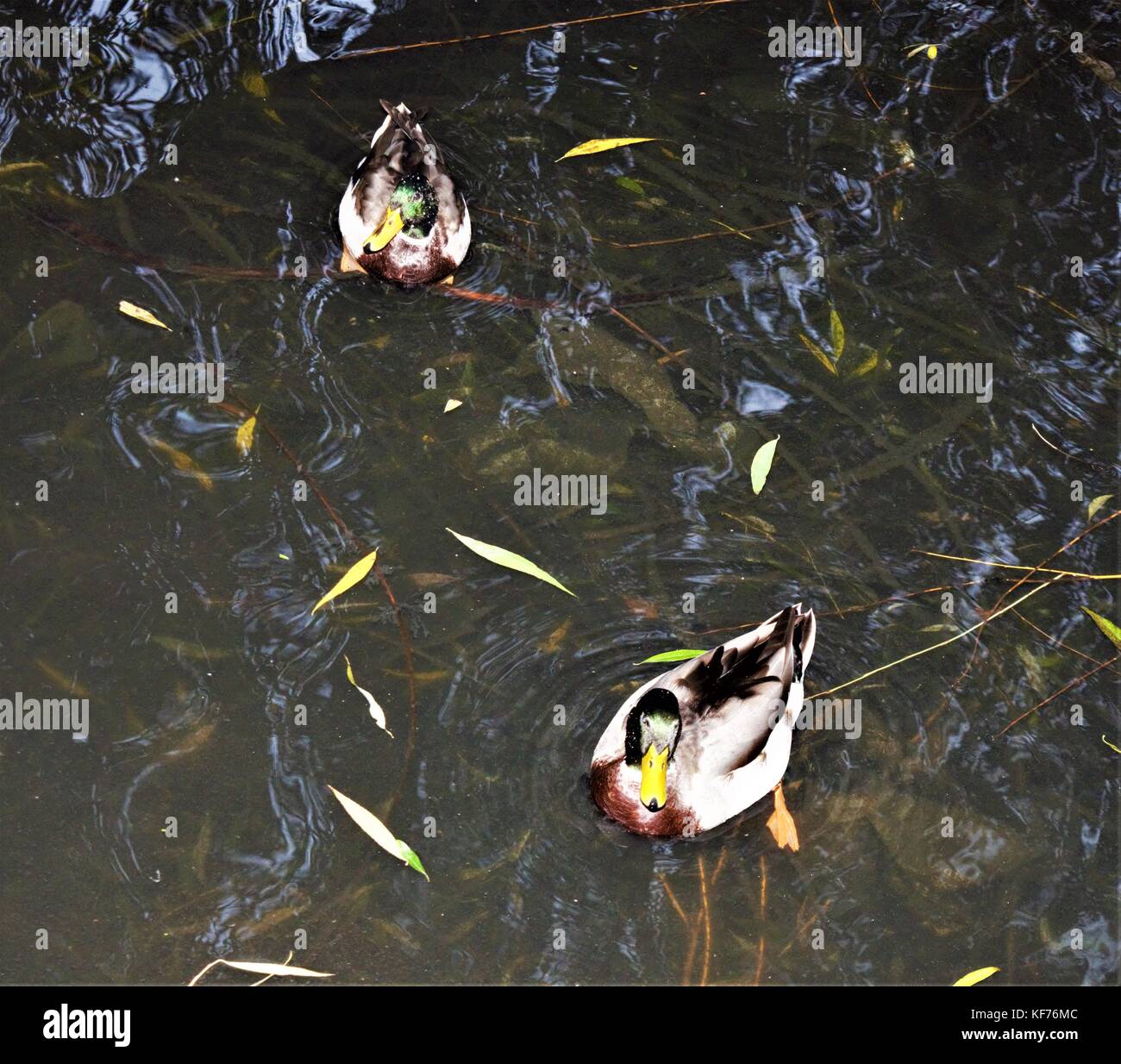 Ducks swing and bathing in water Stock Photo - Alamy
