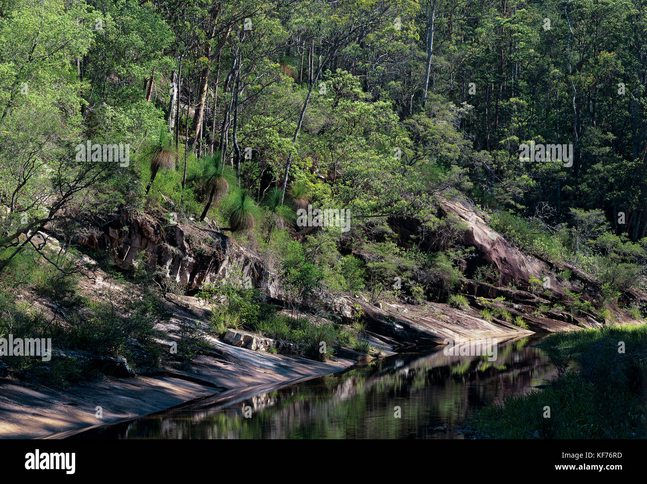 Dry eucalypt forest along Wilson River, Wilson Nature Reserve, Port ...