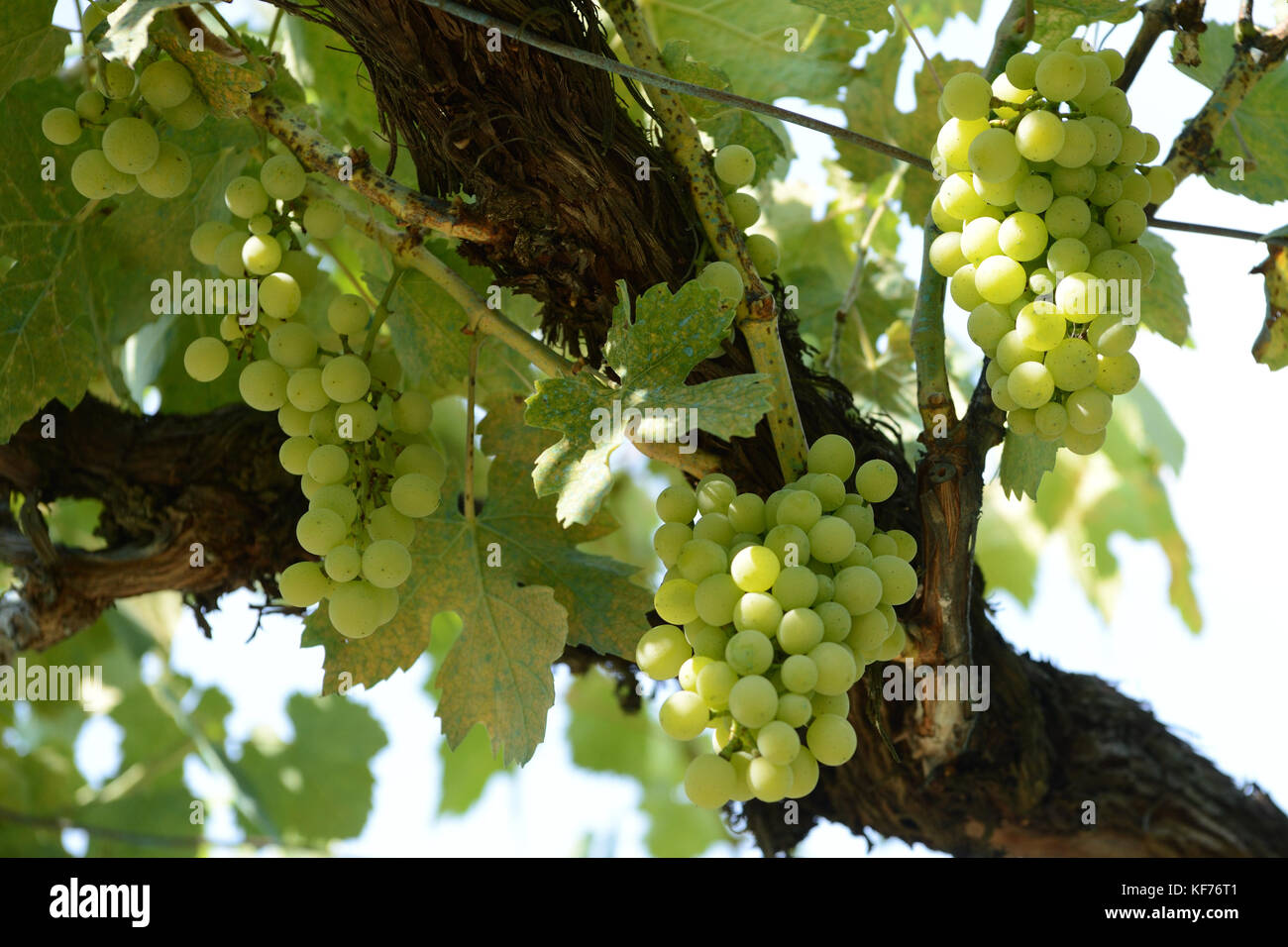 Unripe green grapes in the vineyard illuminated by sunlight Stock Photo ...