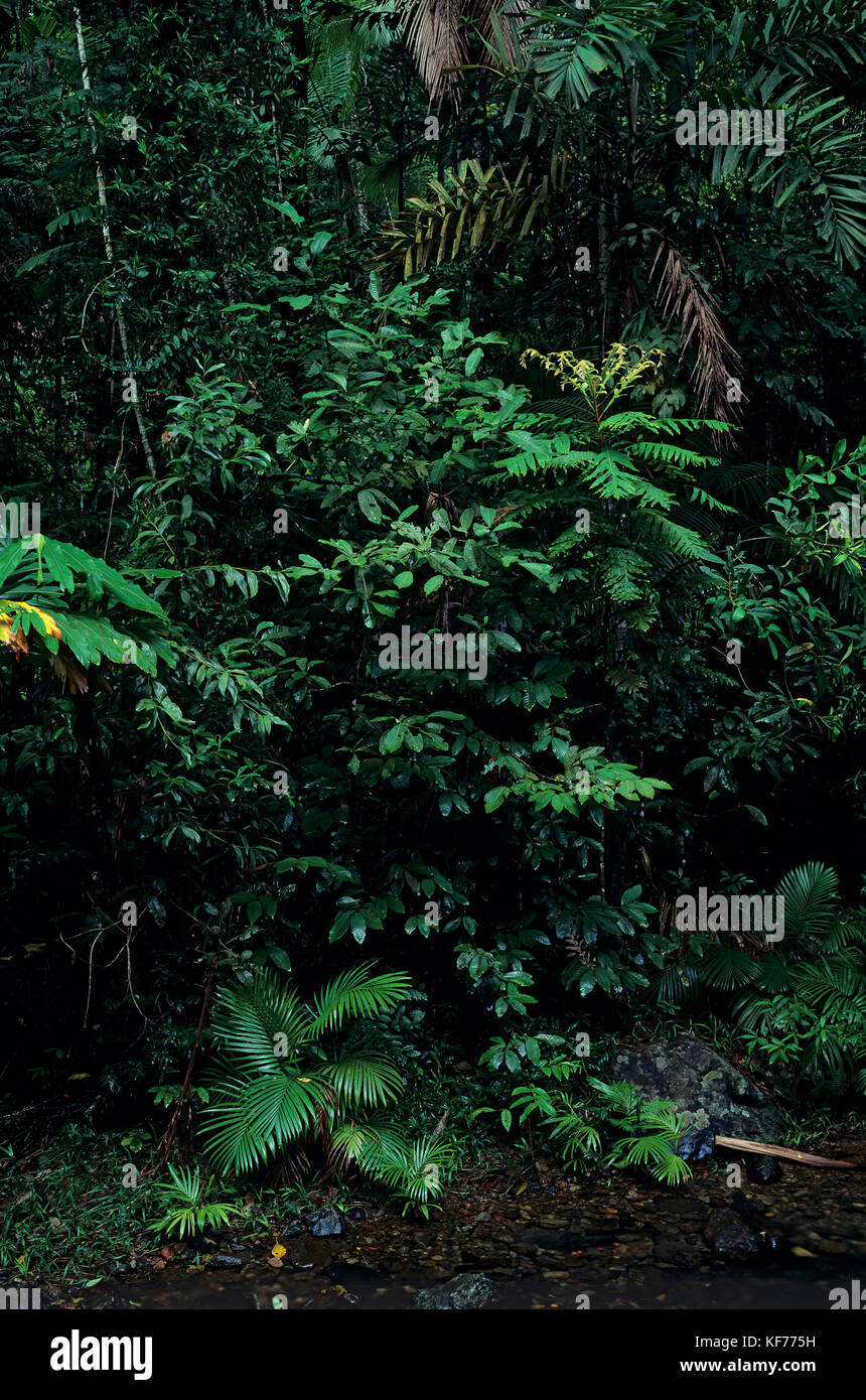 Lowland tropical rainforest, Daintree National Park, Queensland ...