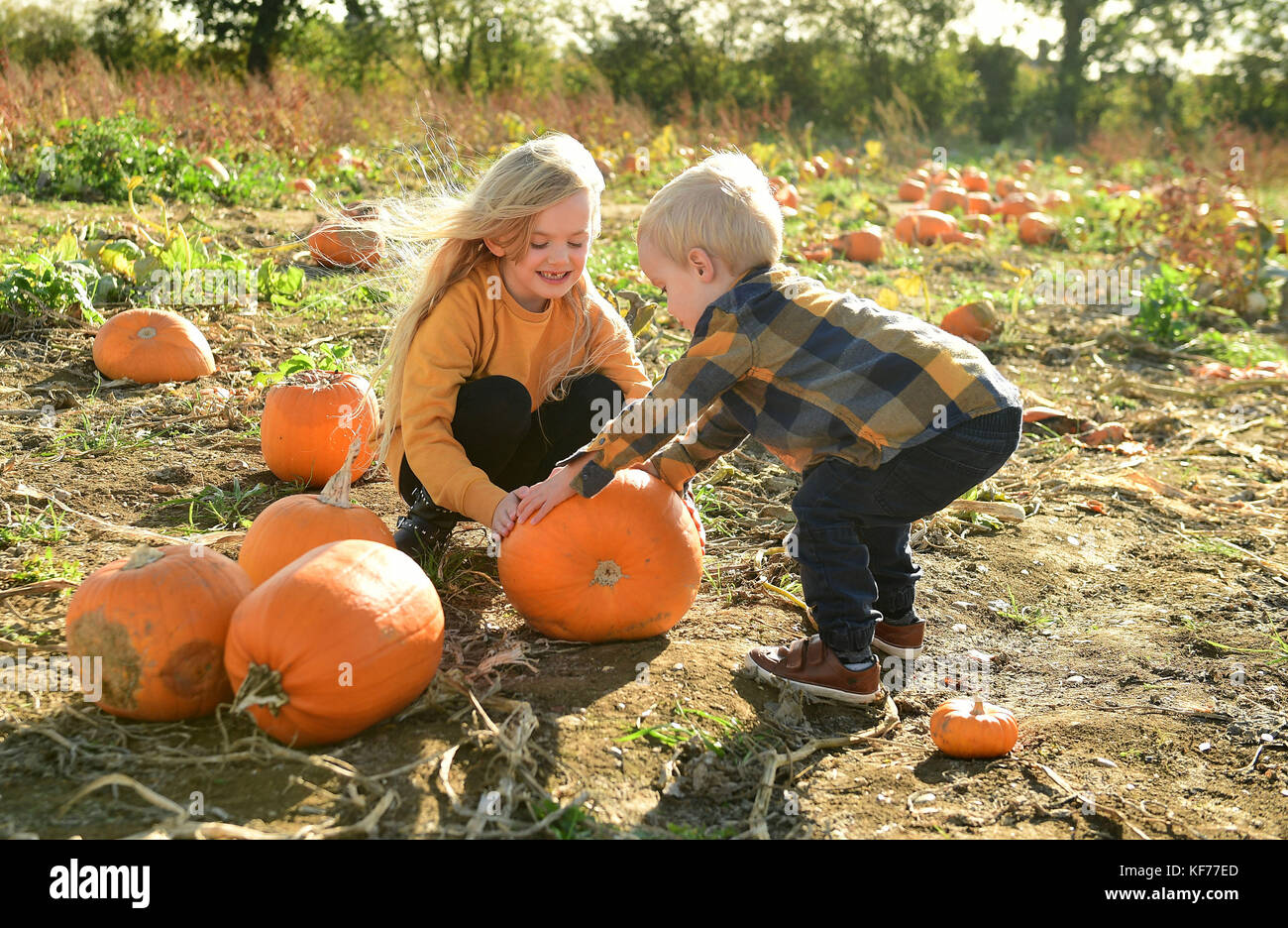 Mia and Jack West picking their pumpkin for Halloween, at the Pumpkin ...