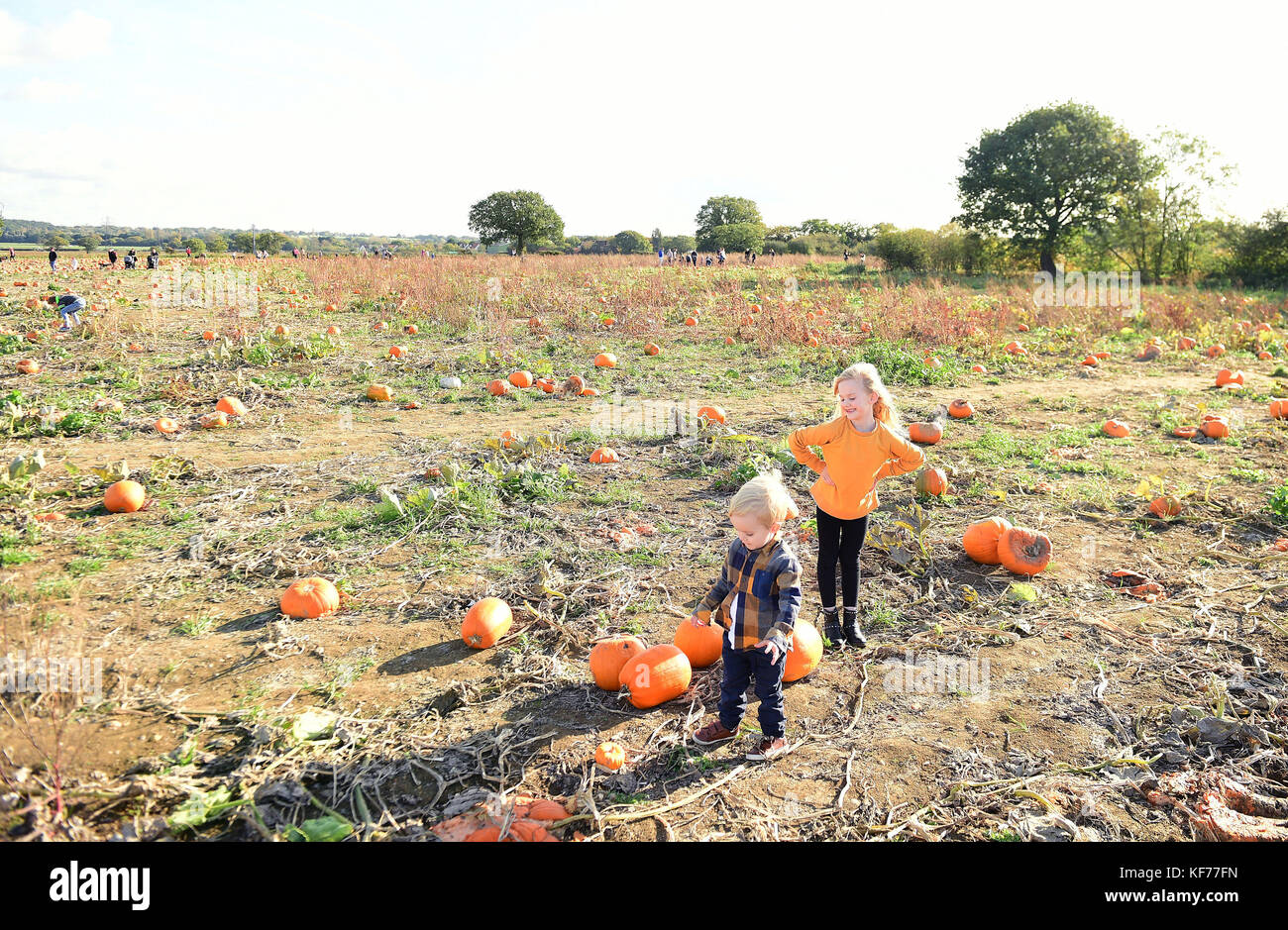 Mia and Jack West picking their pumpkin for Halloween, at the Pumpkin ...