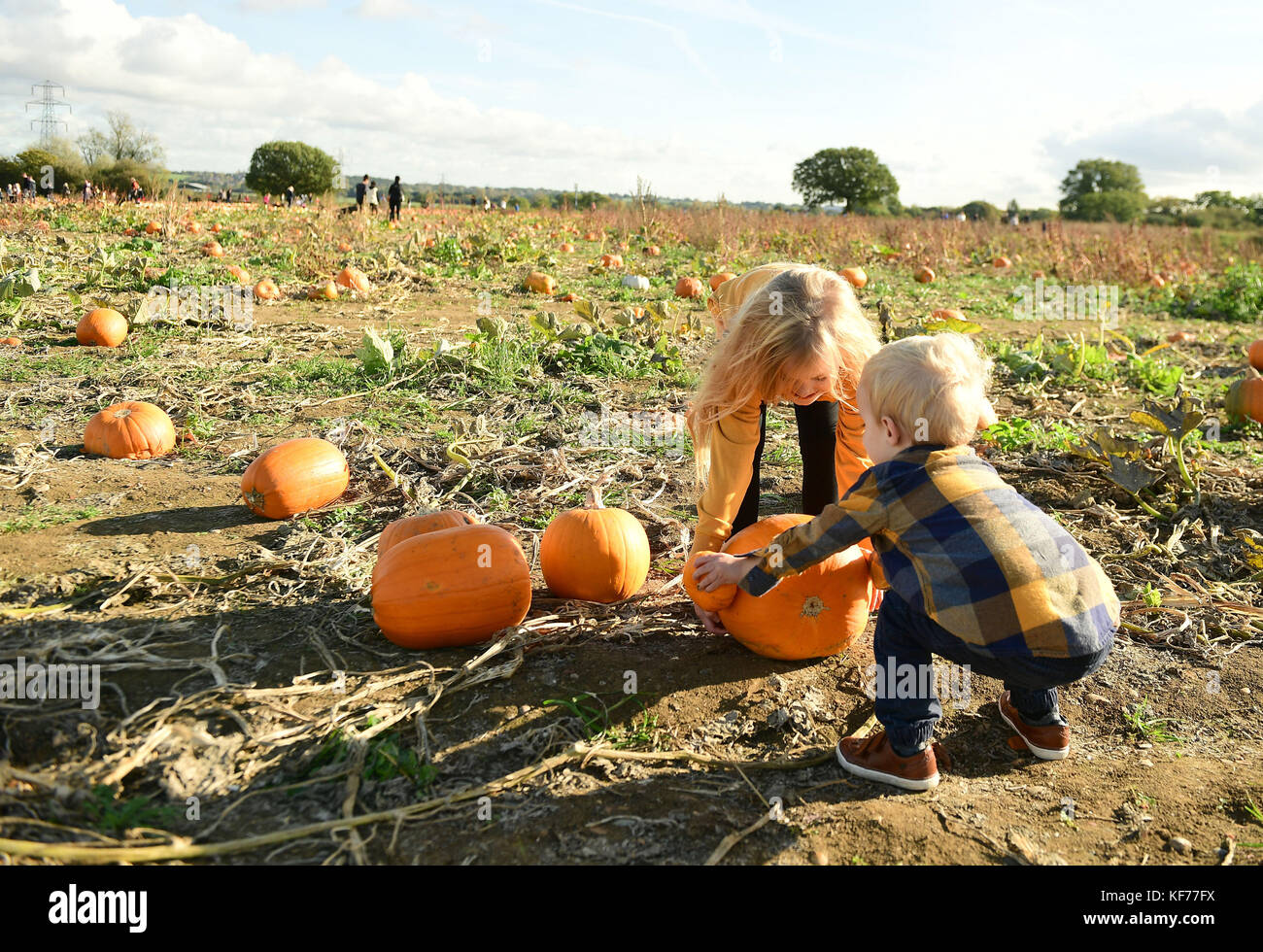Mia and Jack West picking their pumpkin for Halloween, at the Pumpkin ...
