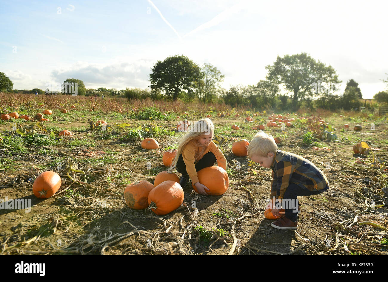 Mia and Jack West picking their pumpkin for Halloween, at the Pumpkin ...