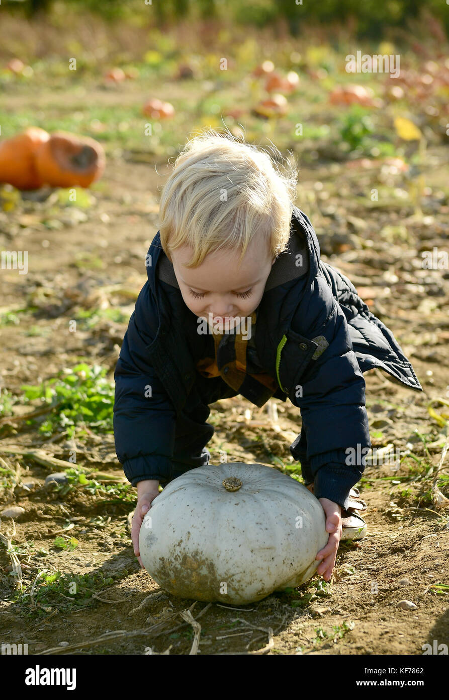 Jack west picking hi-res stock photography and images - Alamy