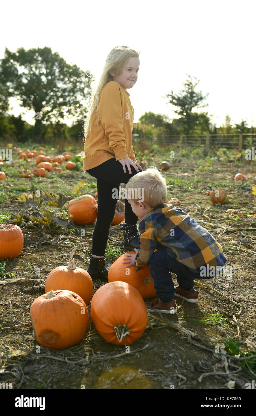 Mia and Jack West picking their pumpkin for Halloween, at the Pumpkin ...