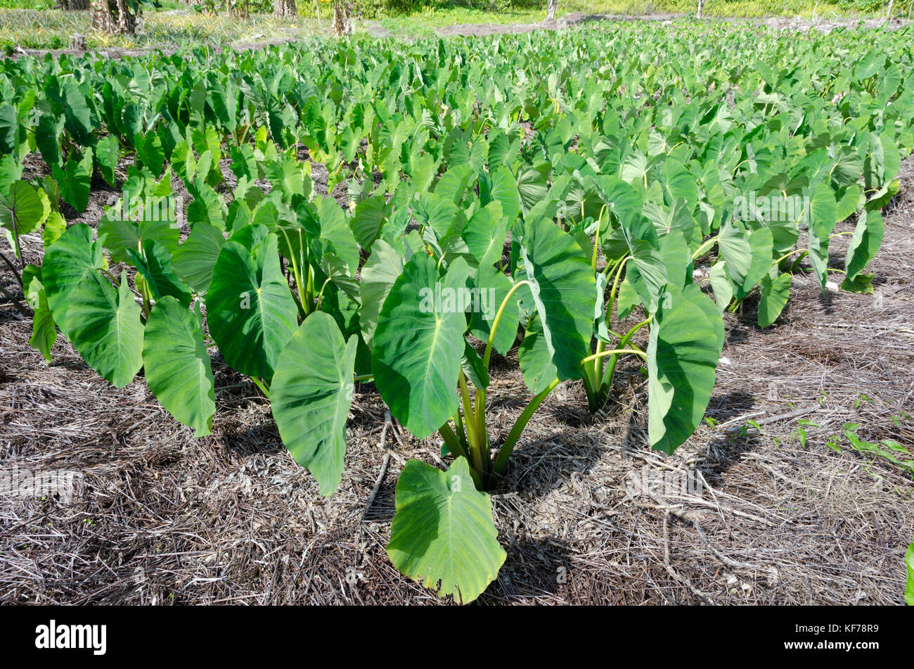 Taro plants, inland vegetable gardens, near Alofi, Niue, South Pacific ...