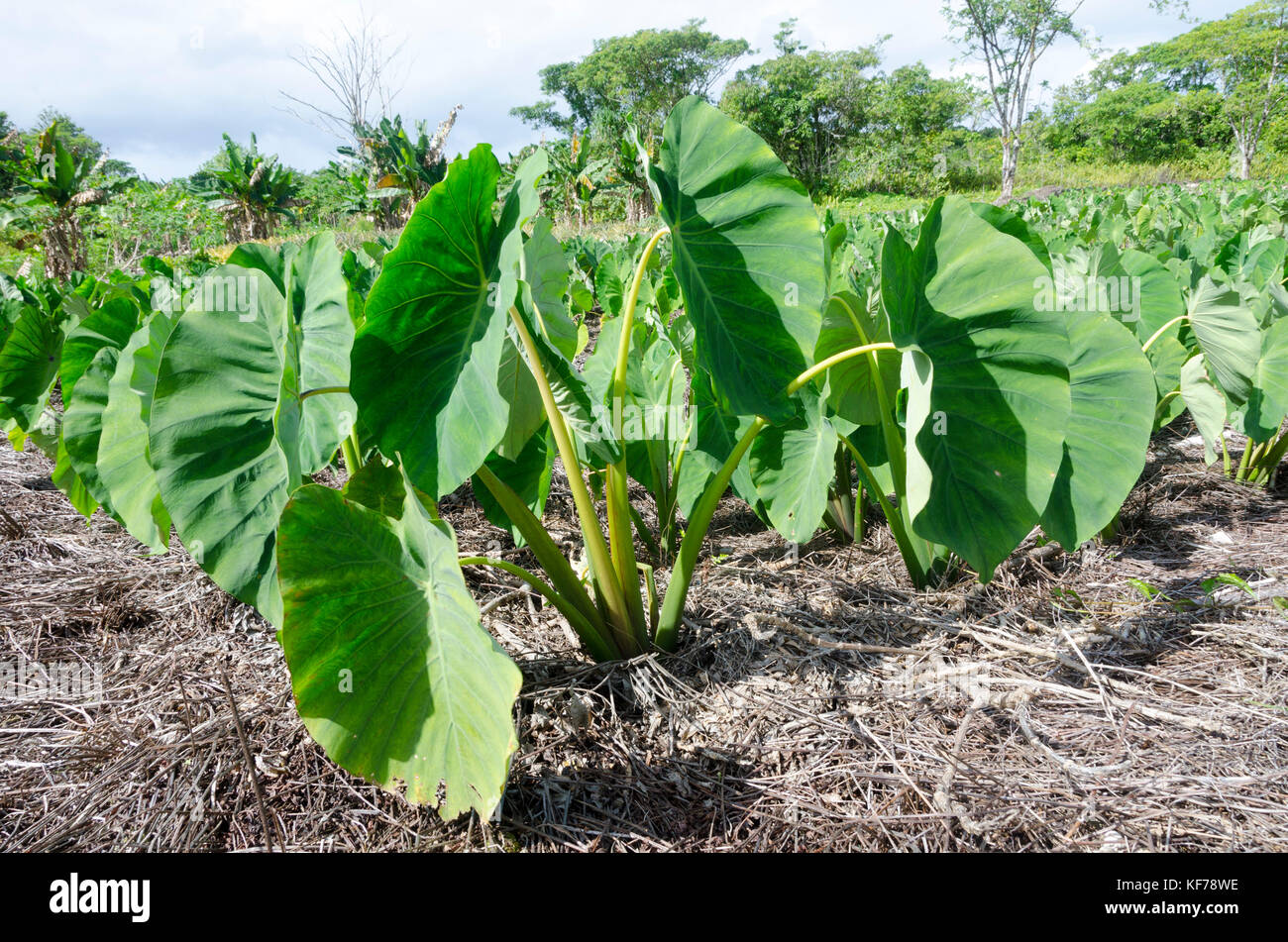 Taro plants, inland vegetable gardens, near Alofi, Niue, South Pacific ...