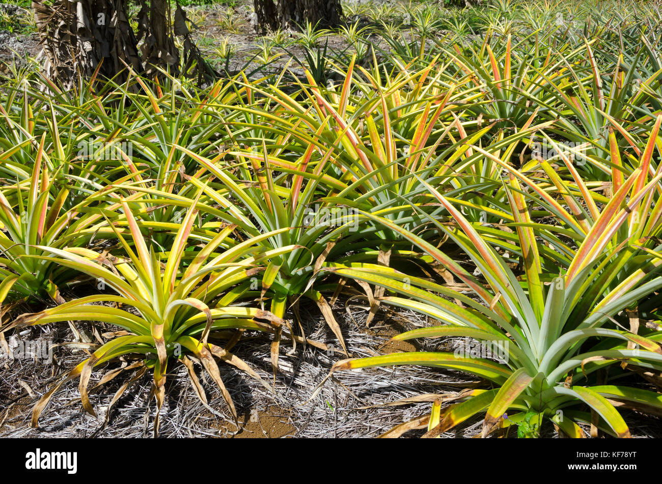 Pineapple plants, Inland vegetable gardens, near Alofi, Niue, South ...