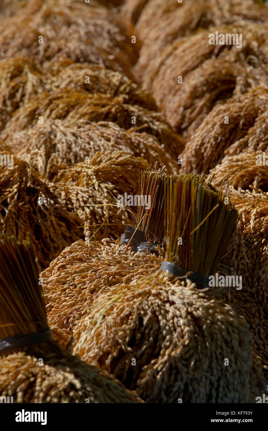 Philippine farming hi-res stock photography and images - Alamy