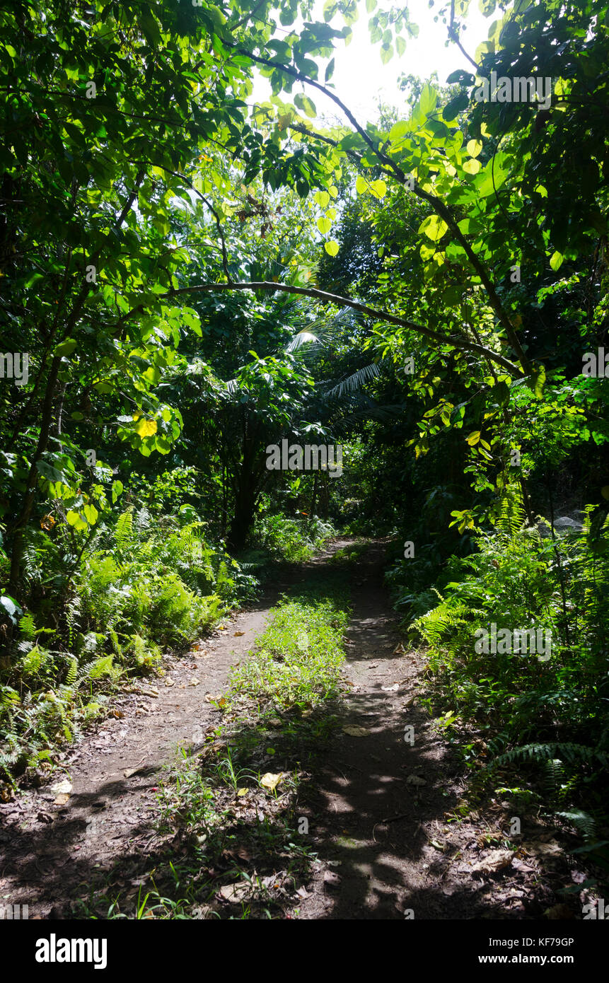 4 wheel drive track through forest, Lapeka, Niue, South Pacific ...