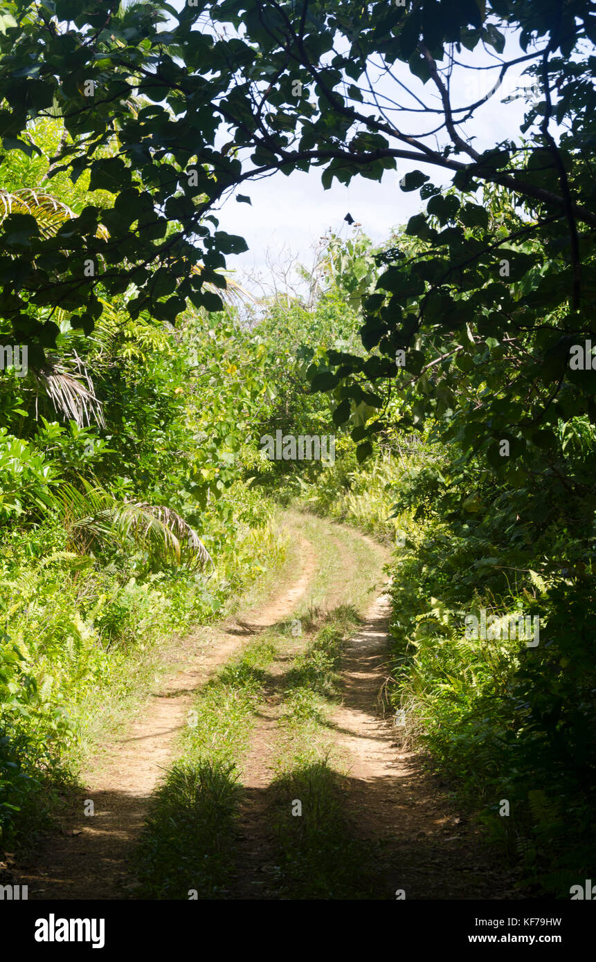 4 wheel drive track through forest, Lapeka, Niue, South Pacific ...