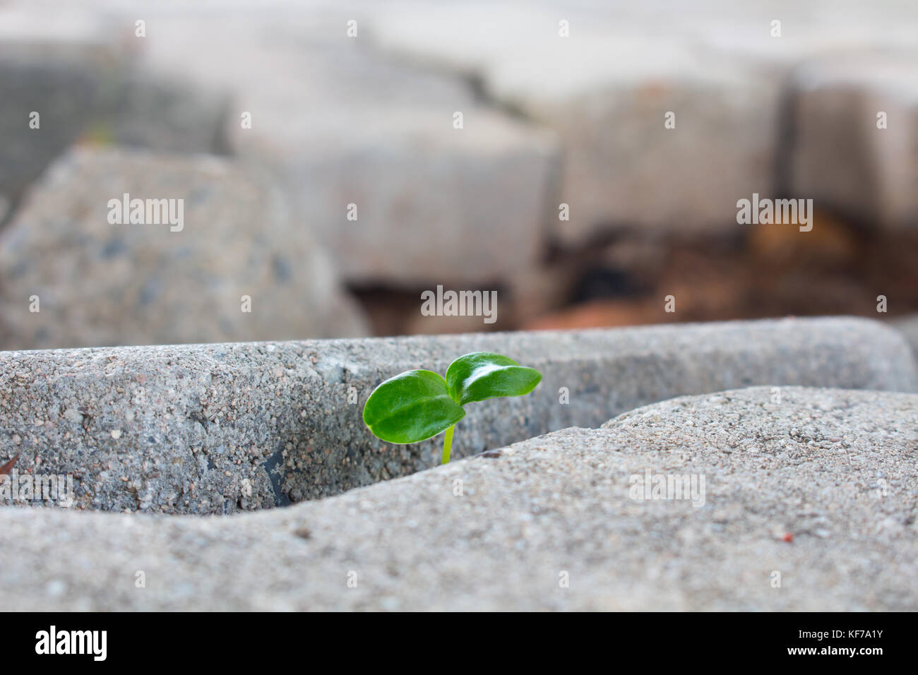 New plants, new life, of Power nature Stock Photo - Alamy