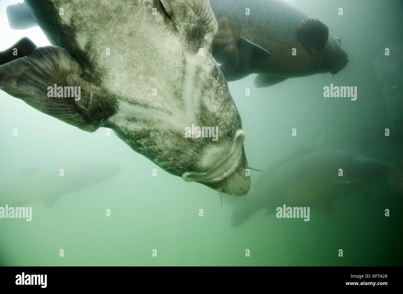 Huso huso hi-res stock photography and images - Alamy