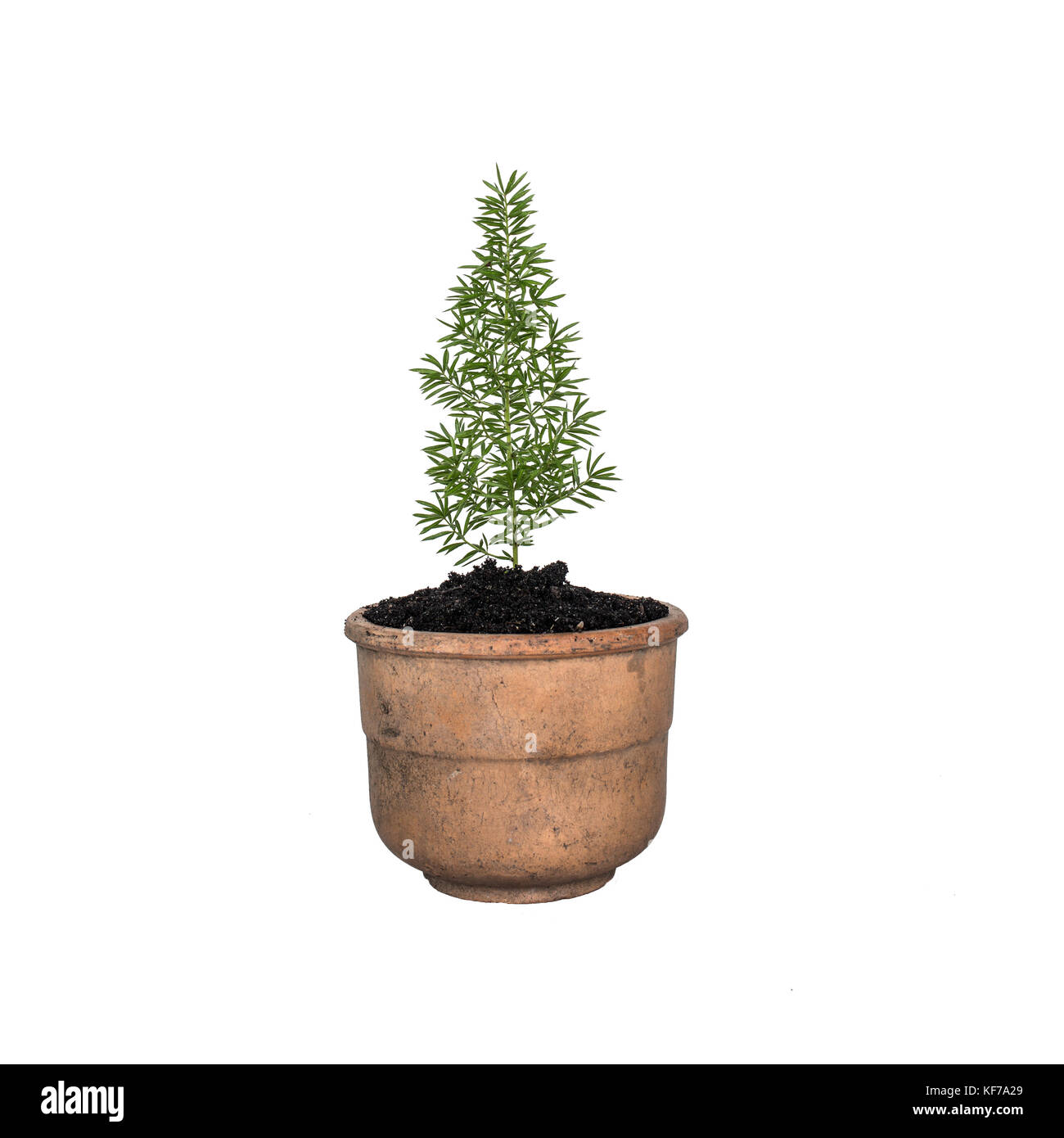 The Small potted trees, isolate, white background Stock Photo - Alamy