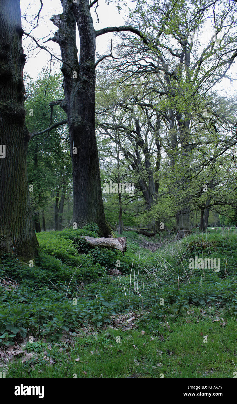 Abandoned forest hi-res stock photography and images - Alamy