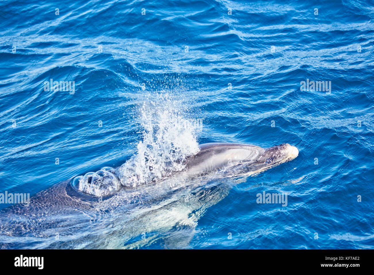 Hocico de hocico hi-res stock photography and images - Alamy
